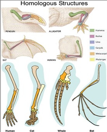 Organic Evolution Evidences | BIOZOOM